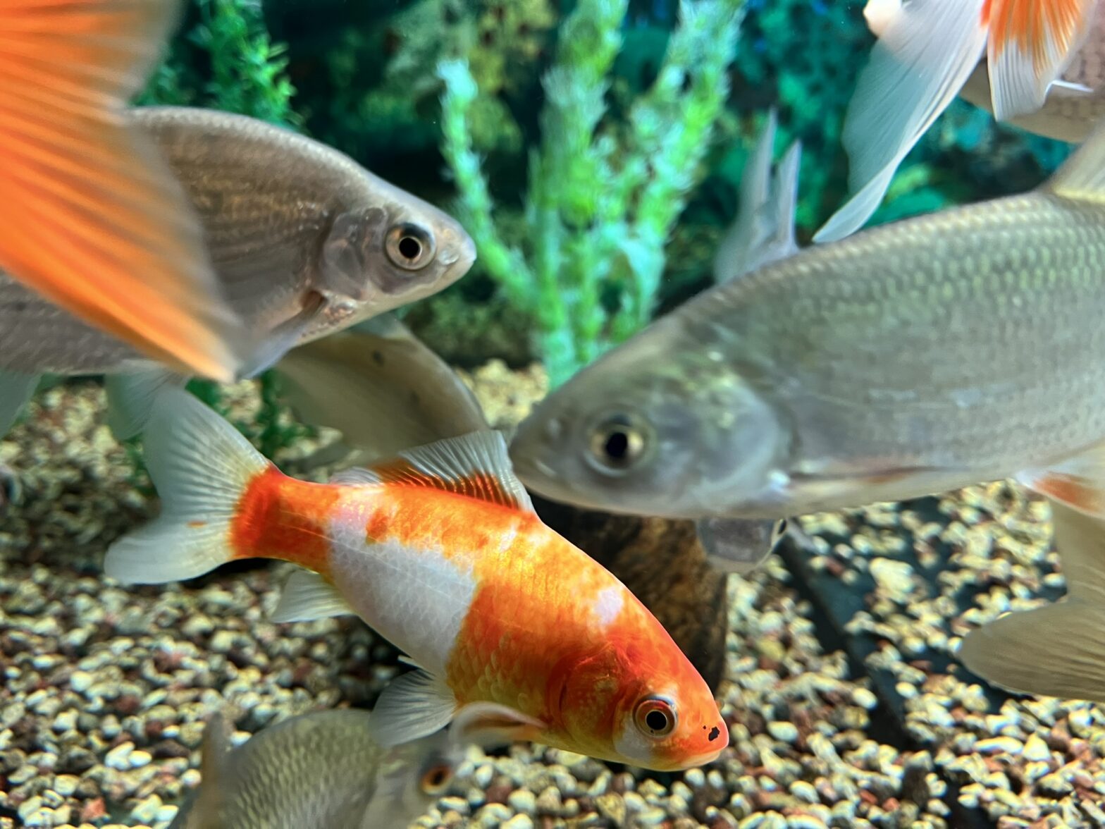 Järvemuuseum Akva:rium - Muuseumiöö